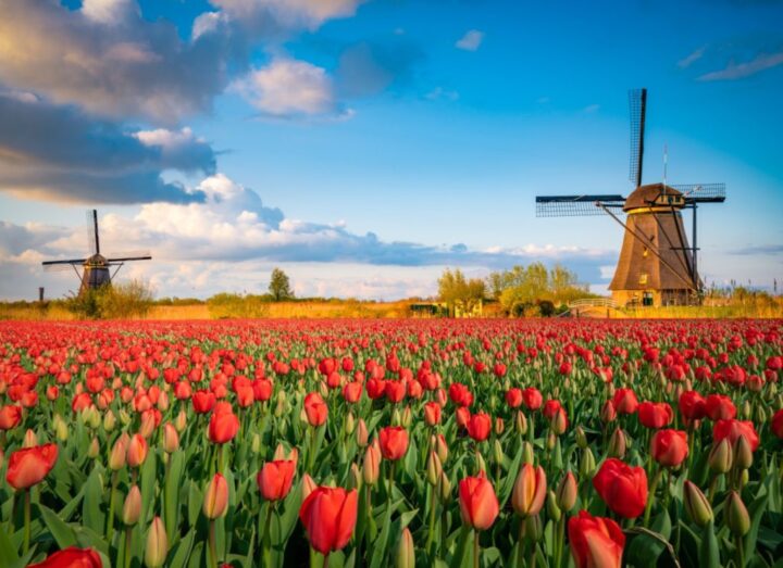 Holandia czy Niderlandy?